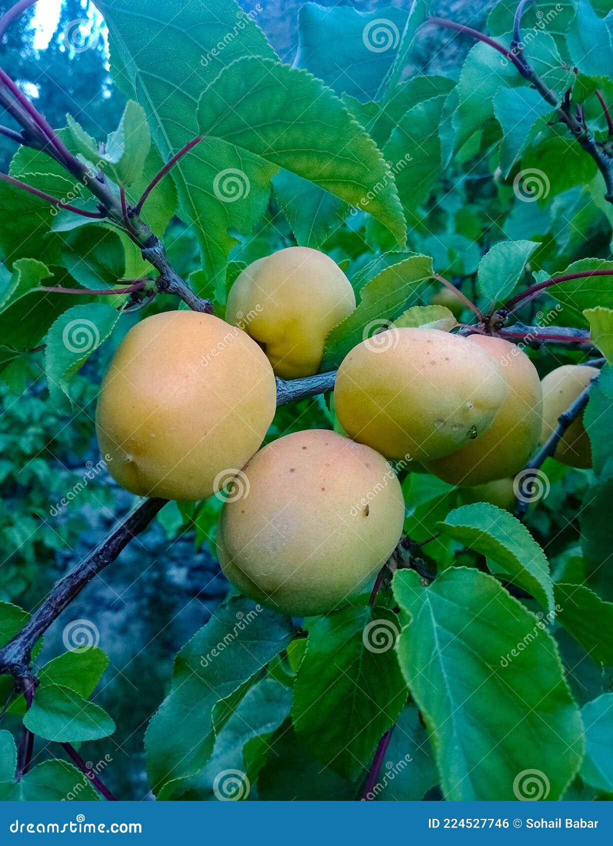 Sweet Apricots of Hunza Valley Stock Photo - Image of food, fruit ...