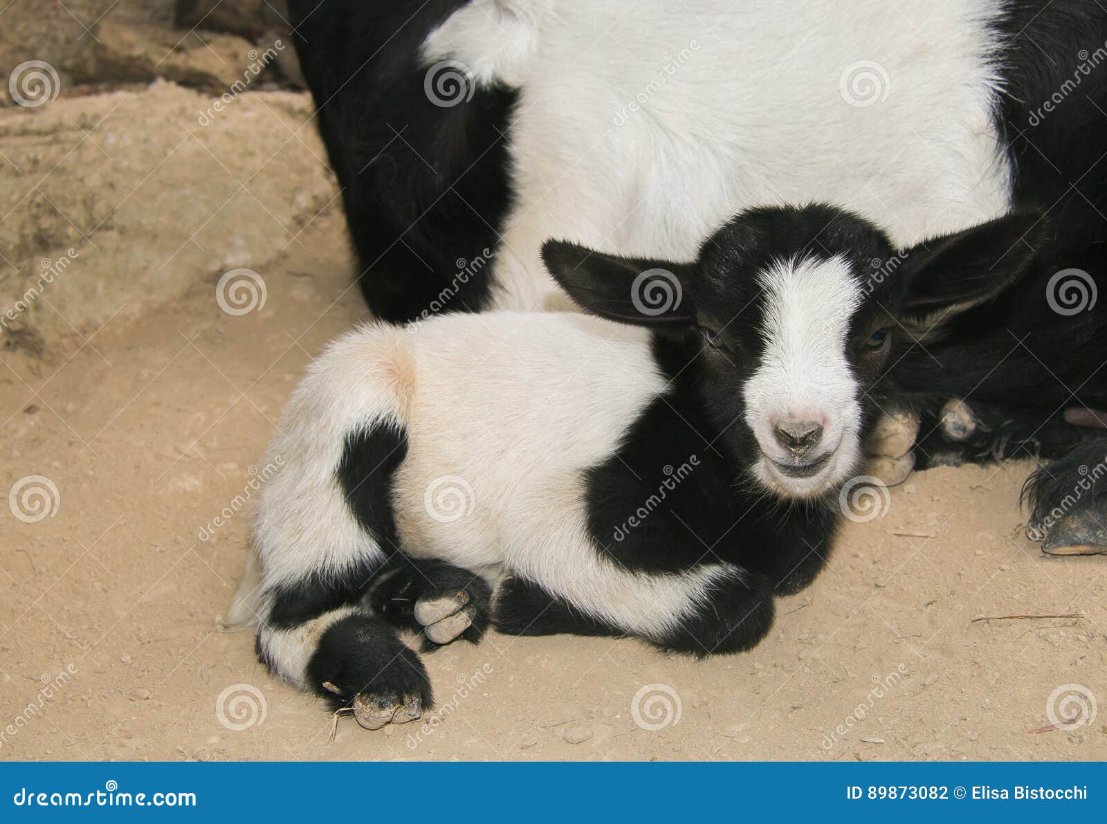 Sweet baby dwarf goat stock photo. Image of host, eyes - 89873082