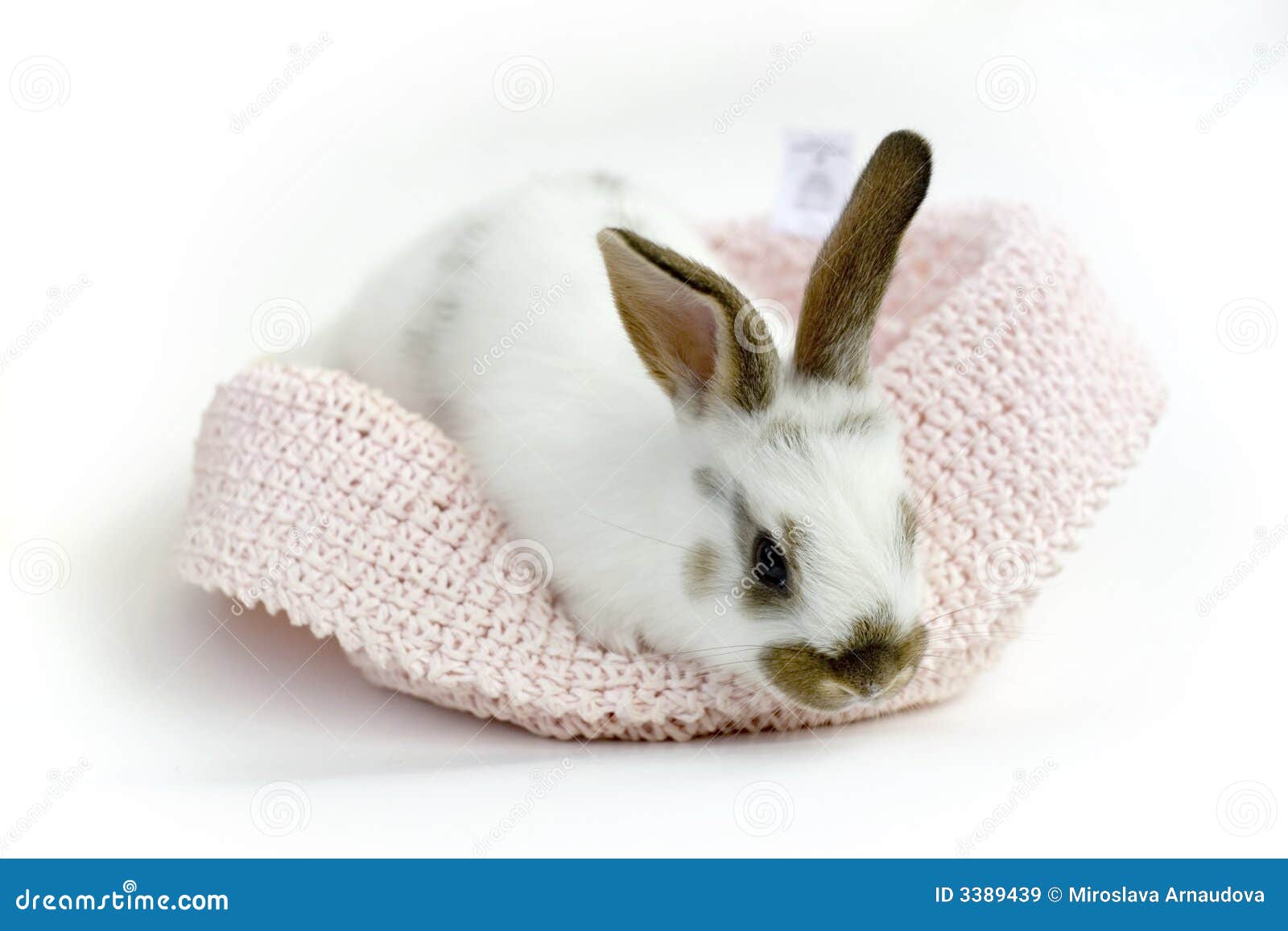 Sweet baby rabbit stock image. Image of pets, family, tenderness - 3389439