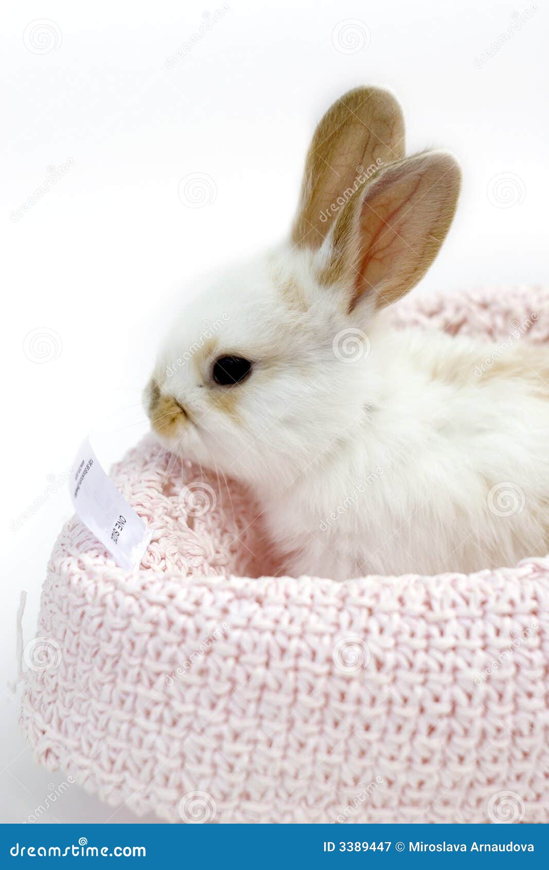 Sweet baby rabbit stock image. Image of cute, tender, beautiful - 3389447