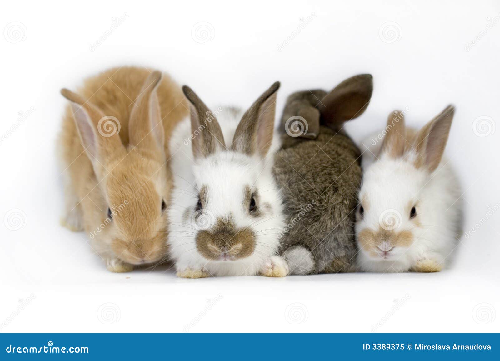 Sweet baby rabbits stock image. Image of isolated, tenderness - 3389375