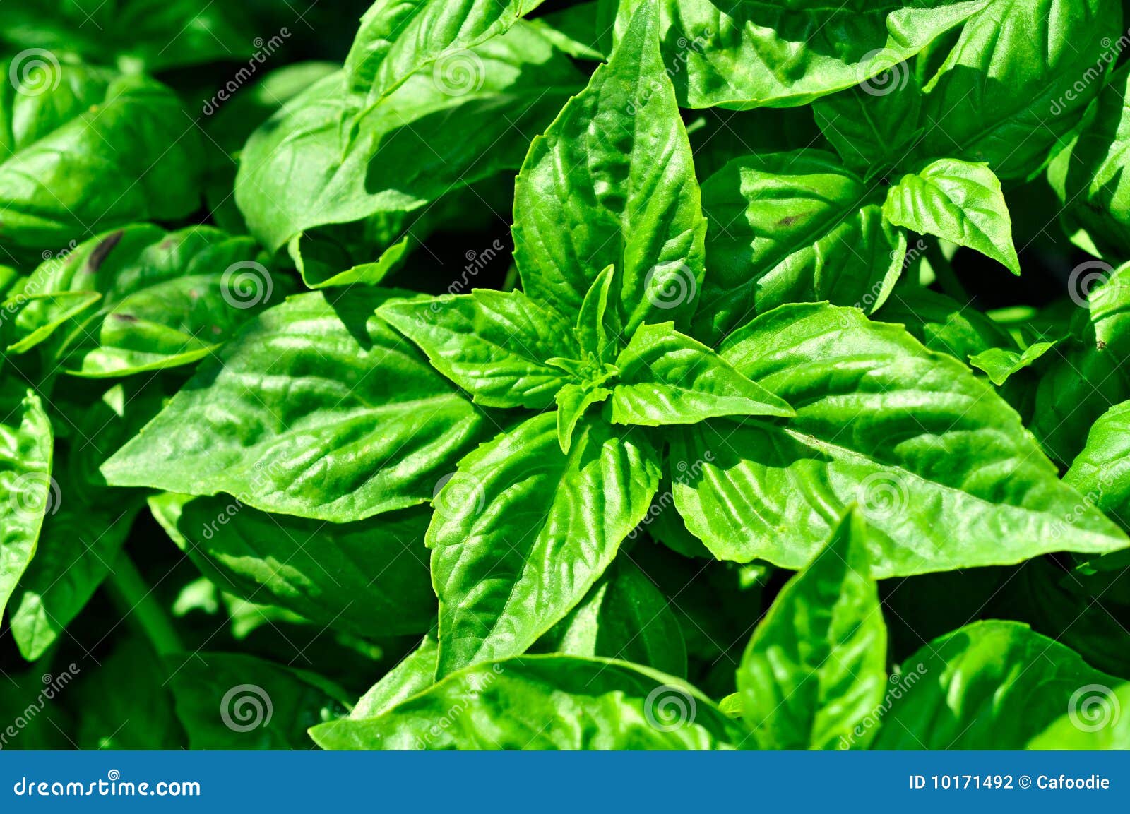 Sweet Basil stock photo. Image of leaves, organic, green - 10171492