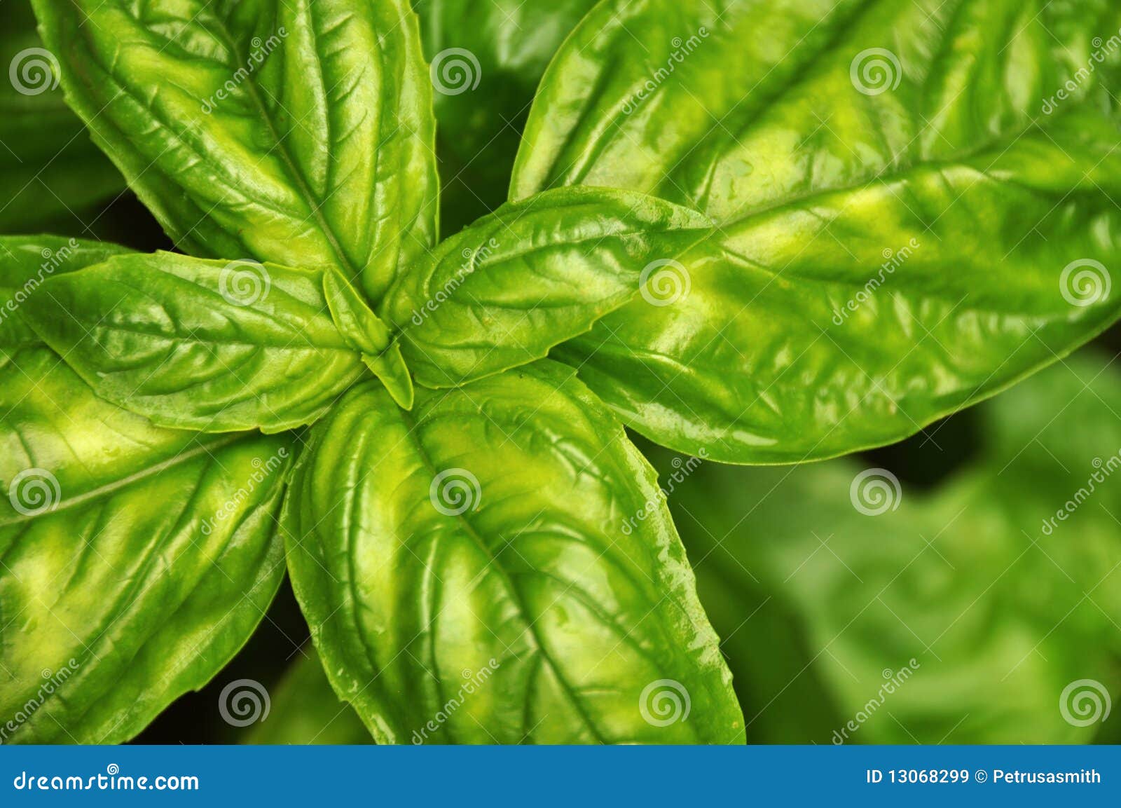 Sweet basil stock image. Image of plant, herb, fresh - 13068299