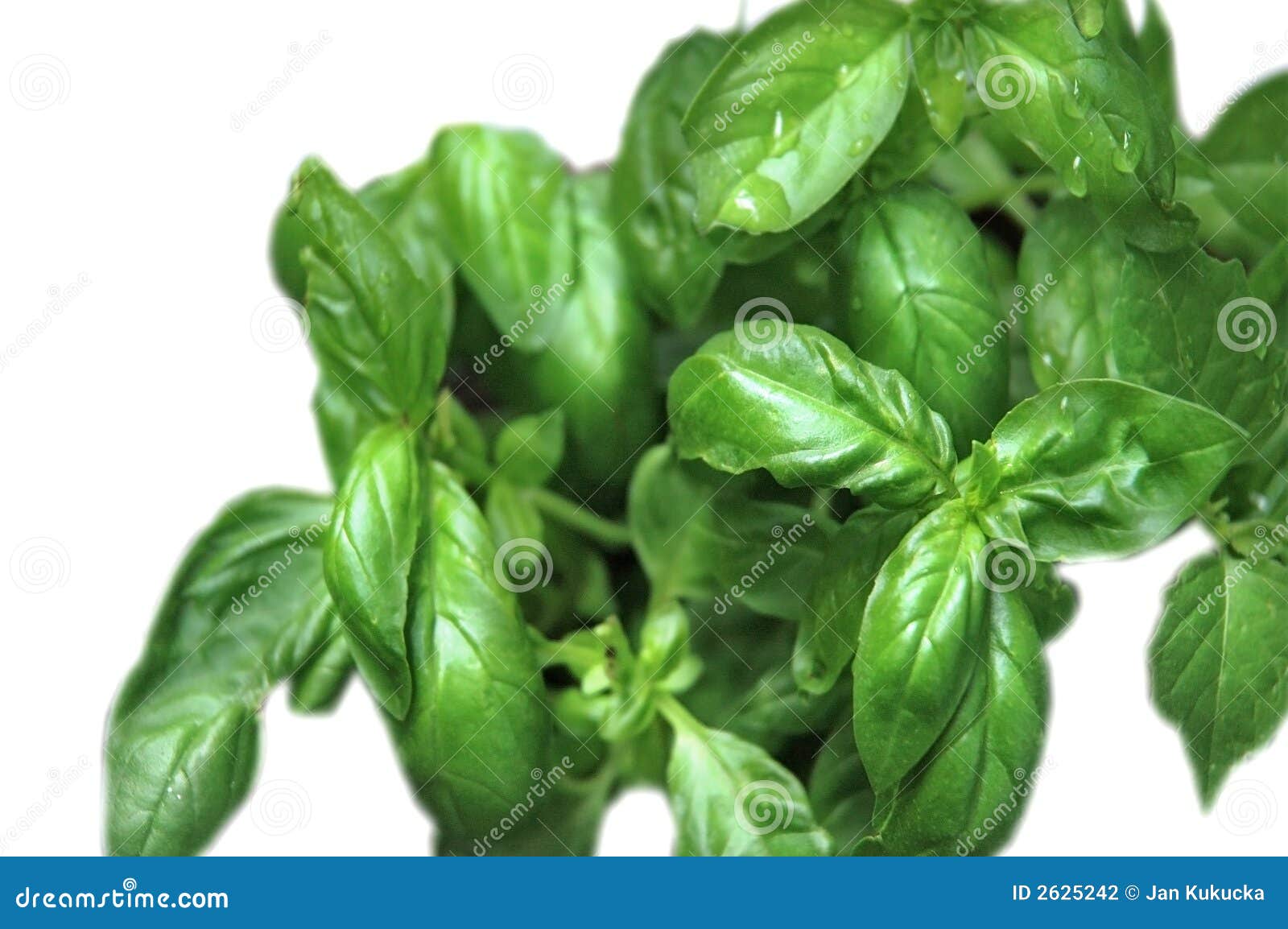 Sweet basil stock photo. Image of leaf, spice, spicy, gardening - 2625242
