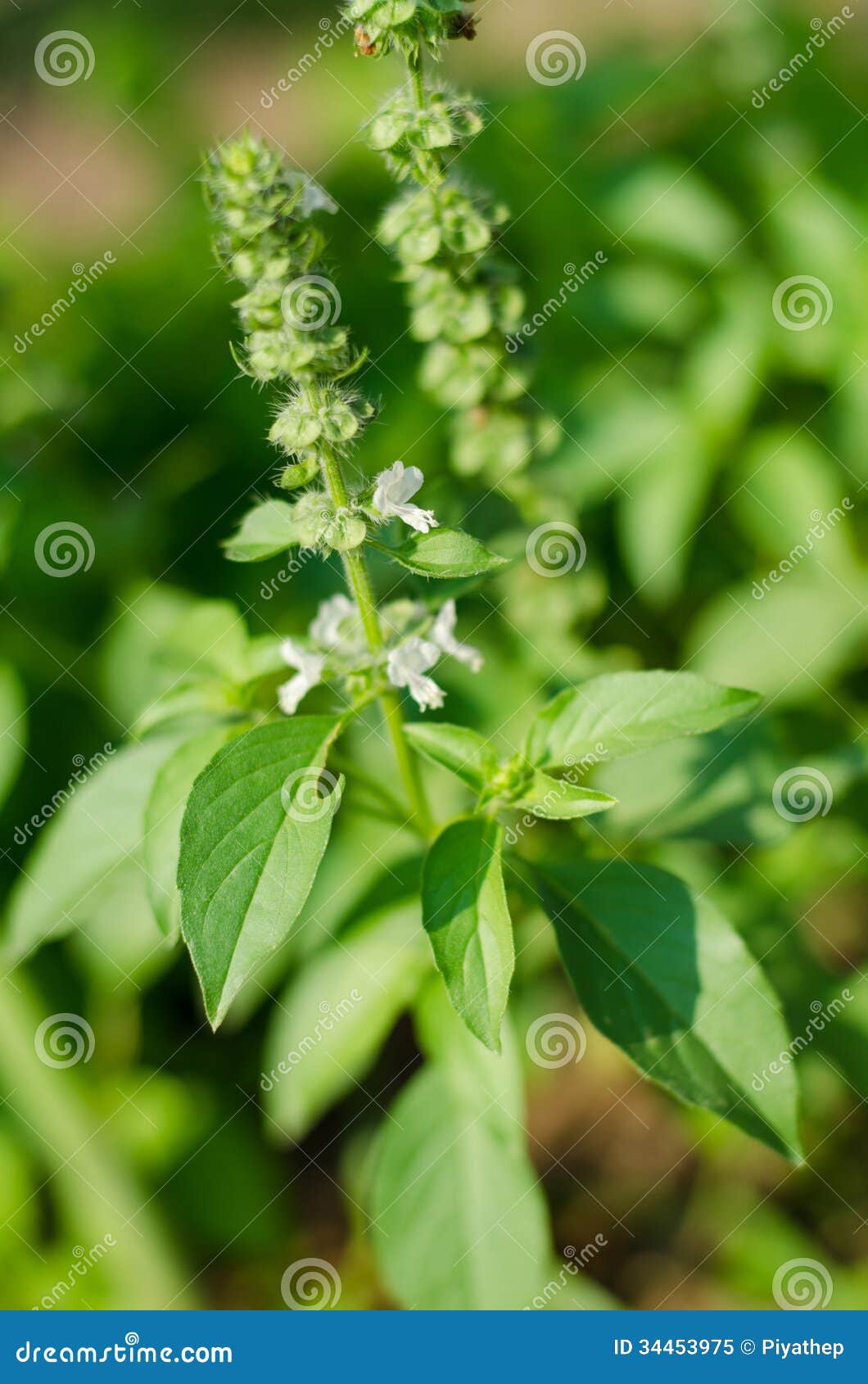 Sweet basil stock image. Image of food, fresh, blossoming - 34453975