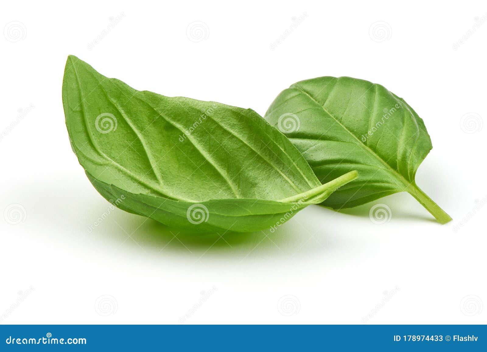 Sweet Basil Herb Leaves Bunch Isolated on White Background Stock Image ...