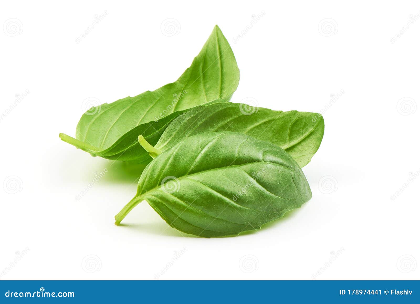 Sweet Basil Herb Leaves Bunch Isolated on White Background Stock Image ...