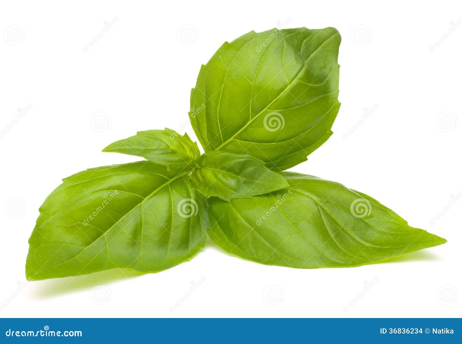 Sweet basil leaves stock photo. Image of healthcare, flavoring - 36836234
