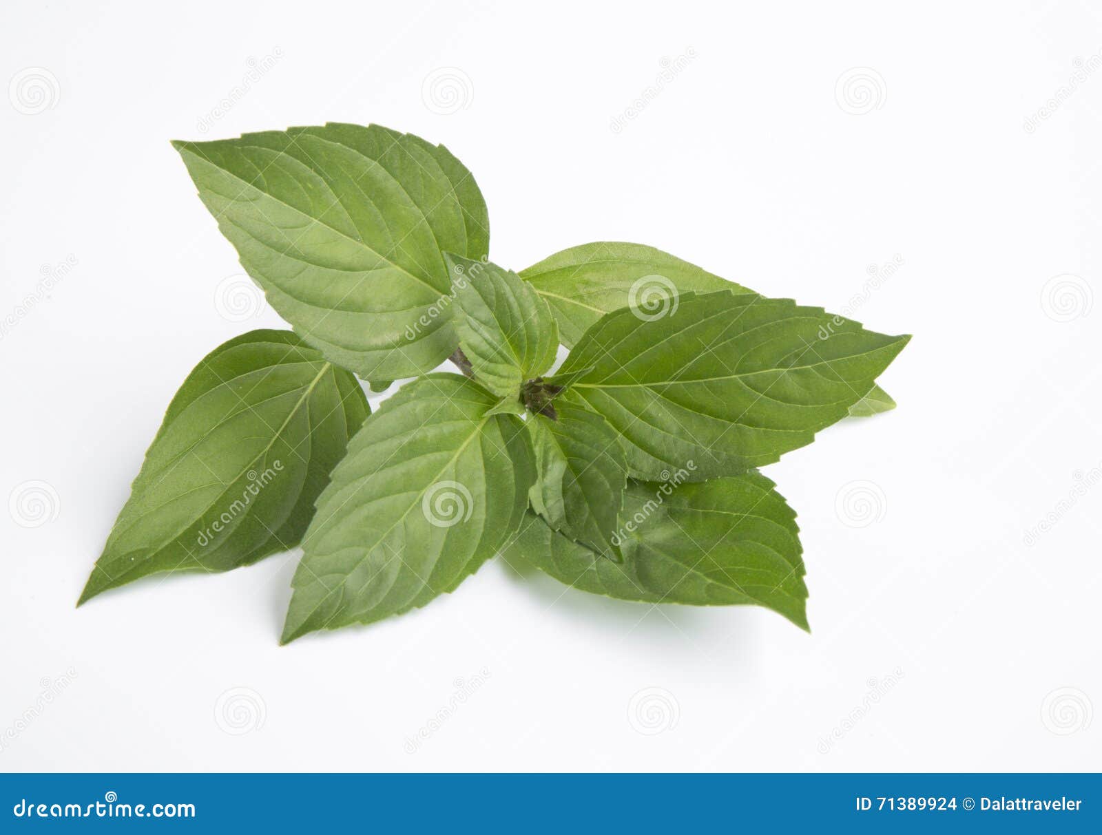 Sweet basil leaves stock photo. Image of healthy, freshness - 71389924