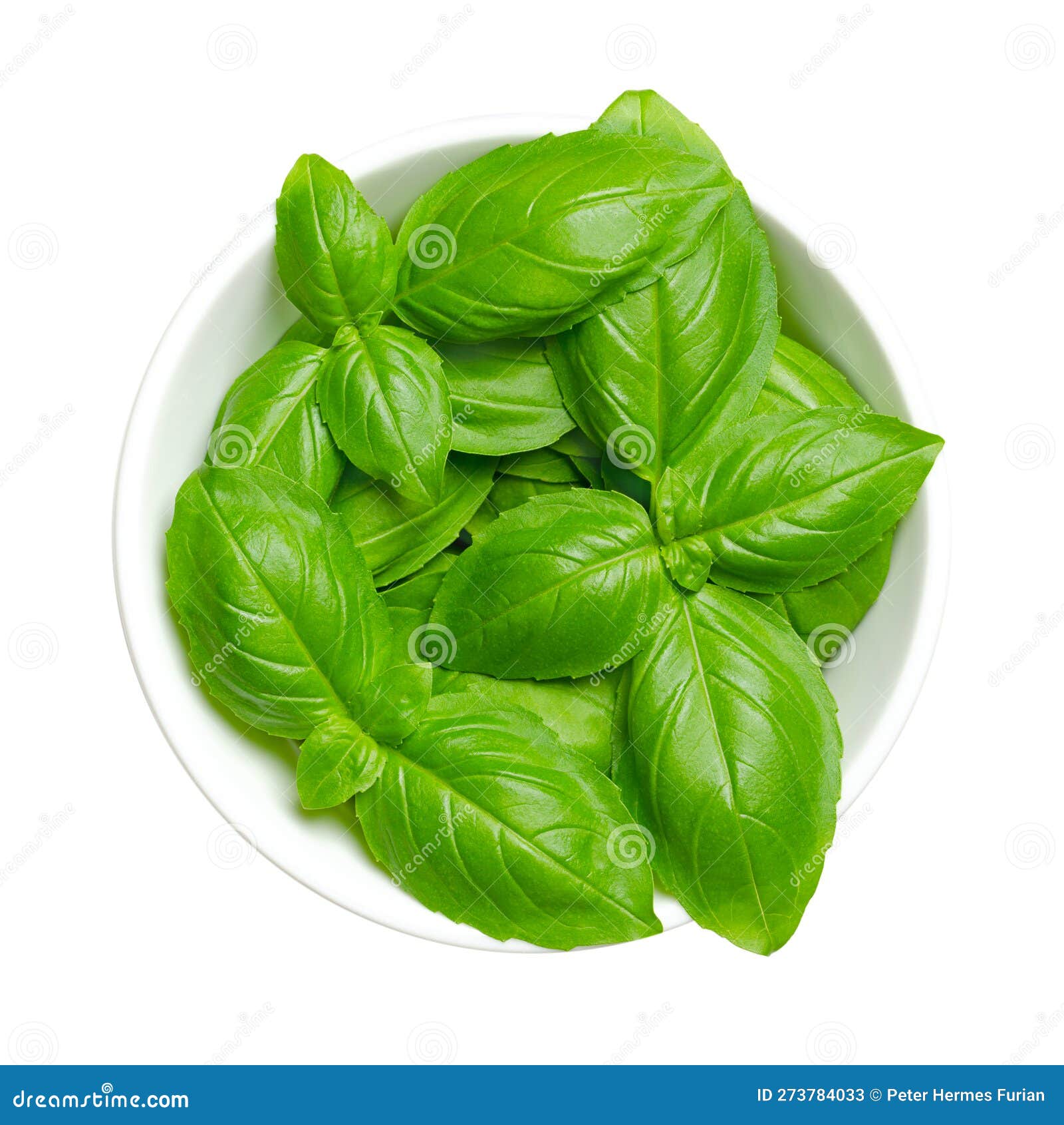 Sweet Basil Stevia Leaf Illustartion Vector Black Outline ...