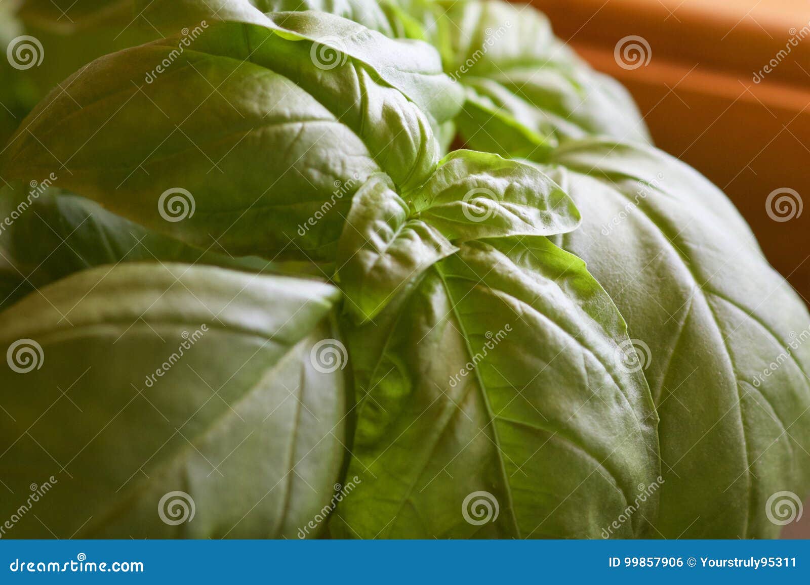 Sweet Basil stock photo. Image of herb, green, light - 99857906