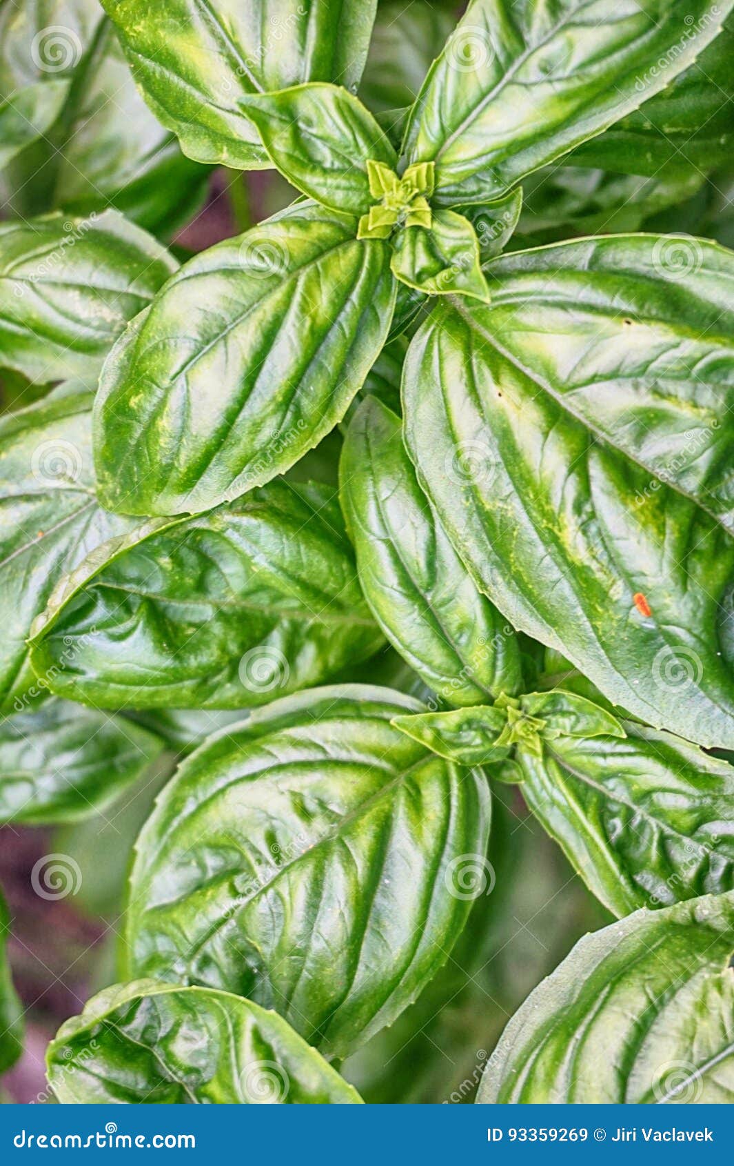 Sweet basil plant stock image. Image of fresh, gardening - 93359269