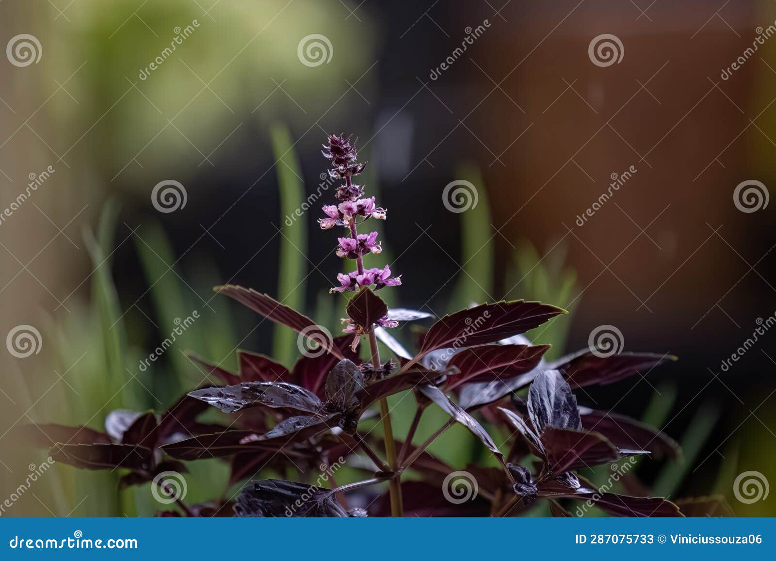 Sweet Basil Plant stock image. Image of botany, floral - 287075733