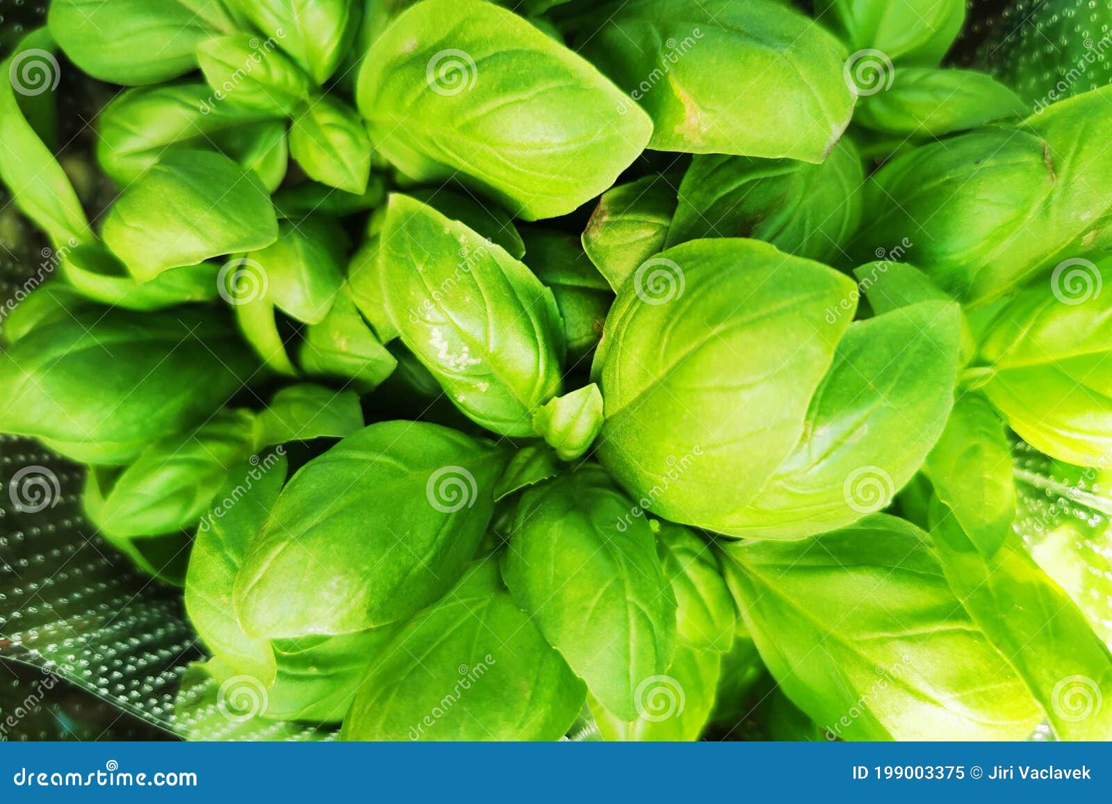 Sweet basil plant texture stock image. Image of herb - 199003375