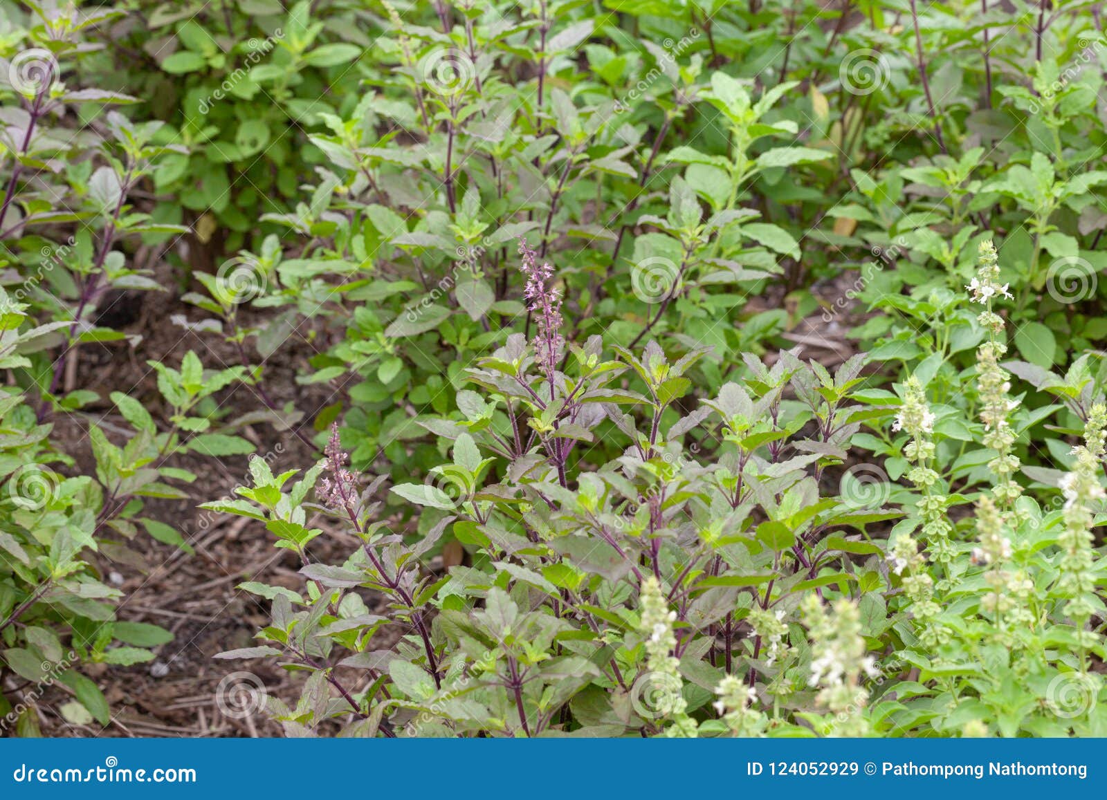 Sweet Basil Plant in Vegetable Farm Stock Image - Image of leaves ...
