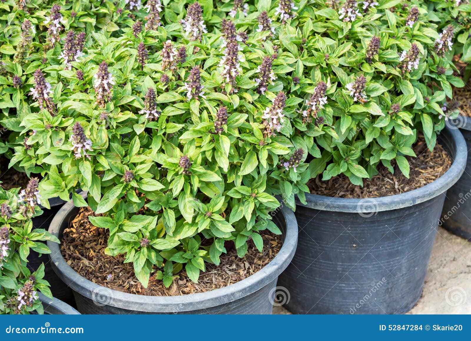 Sweet basil stock photo. Image of tasty, organic, leaf - 52847284