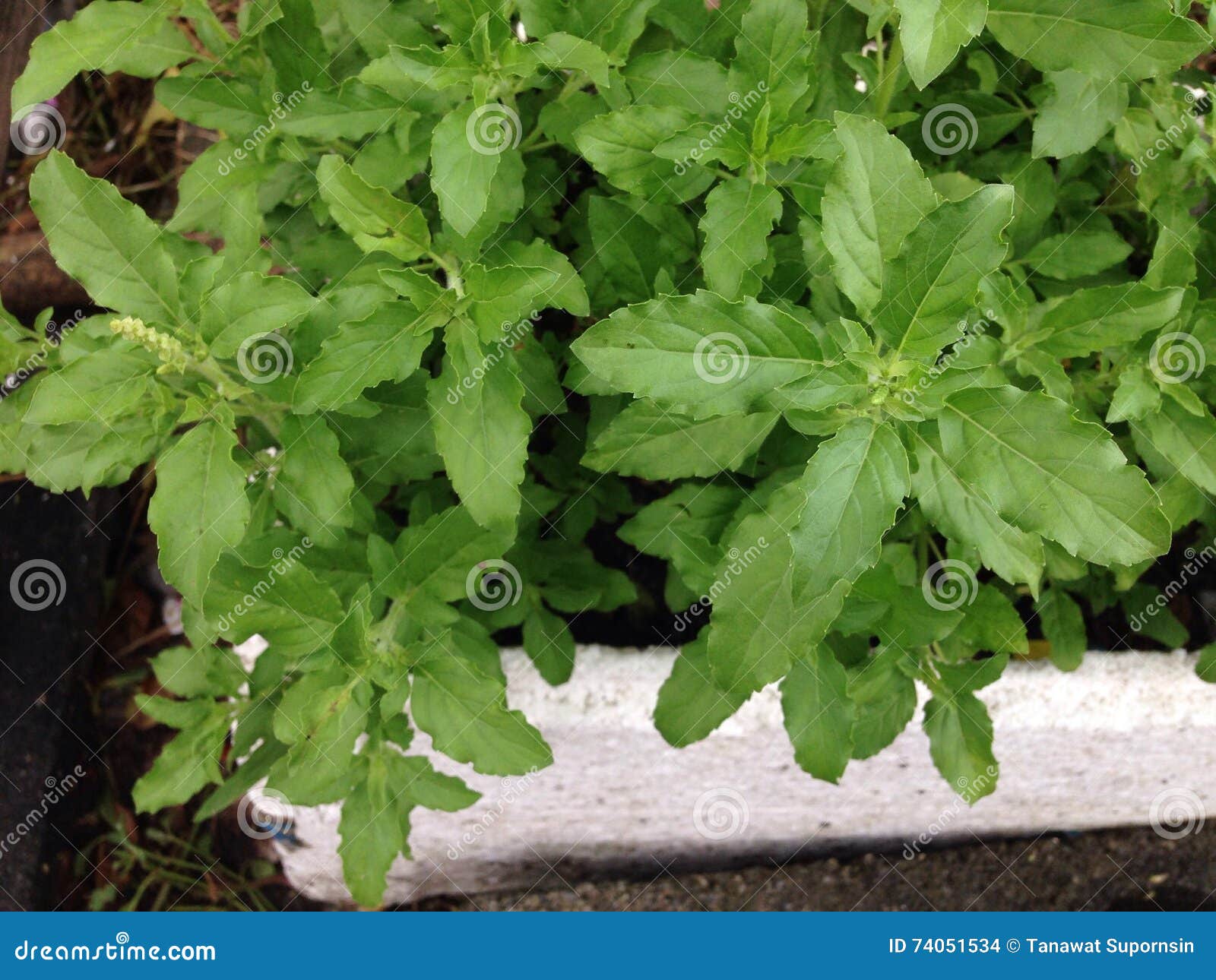 Sweet basil wallpaper stock photo. Image of close, basil - 74051534
