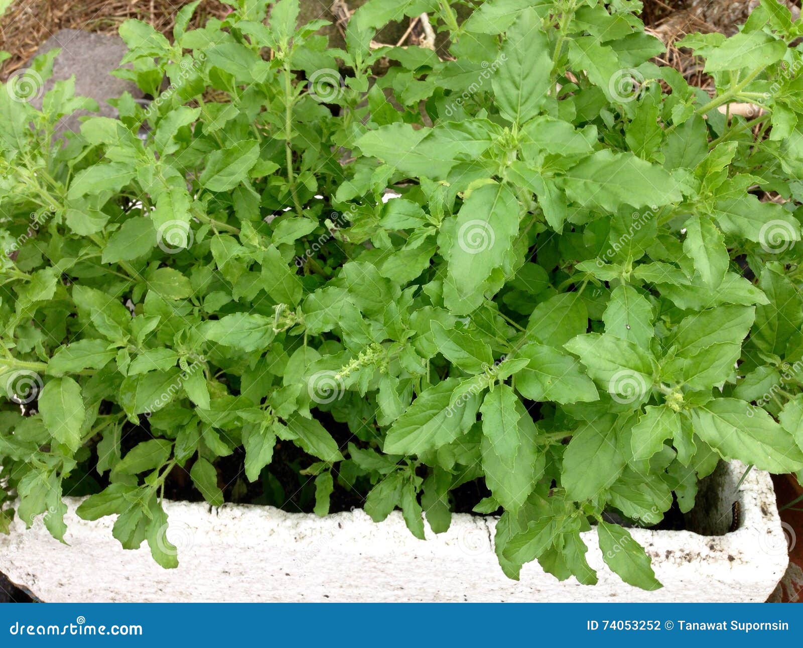 Sweet basil wallpaper stock photo. Image of close, plant - 74053252