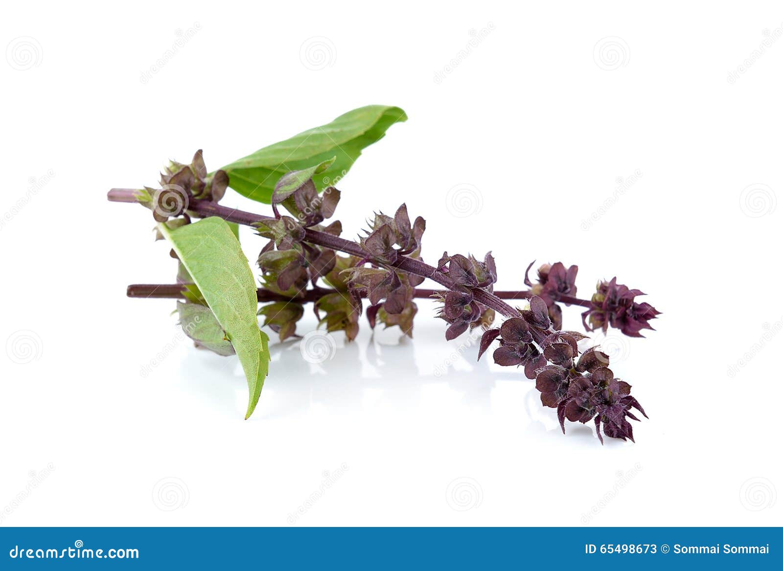 Sweet Basil on White Background Stock Image - Image of flower, aromatic ...