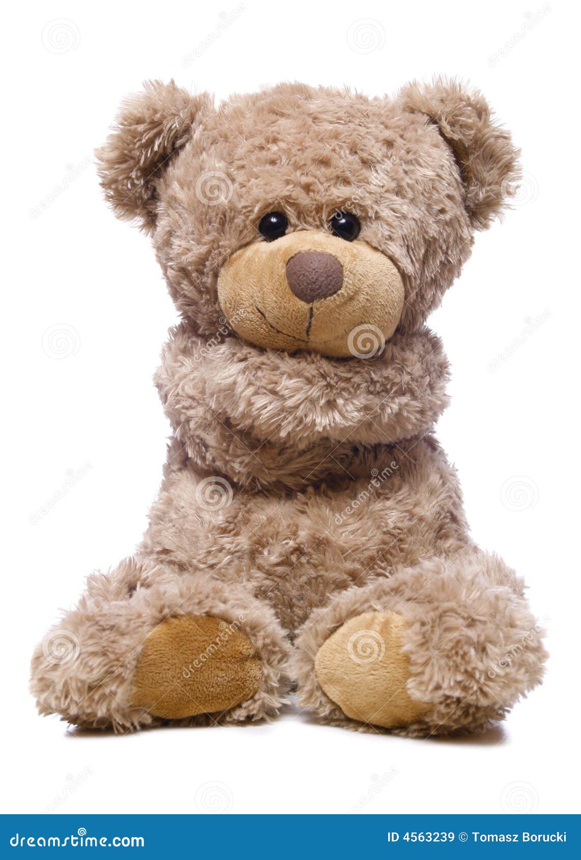 Sweet Bear Isolated on White Stock Image - Image of preschool, small ...