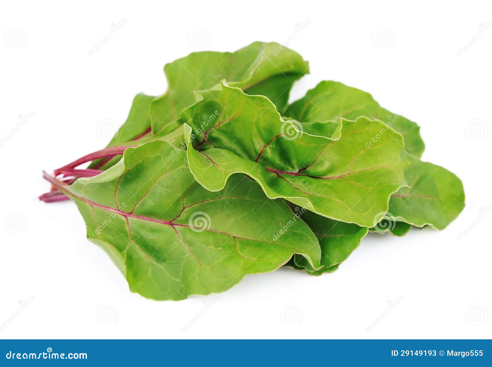 Sweet beet leafs(mangold) stock image. Image of isolated - 29149193