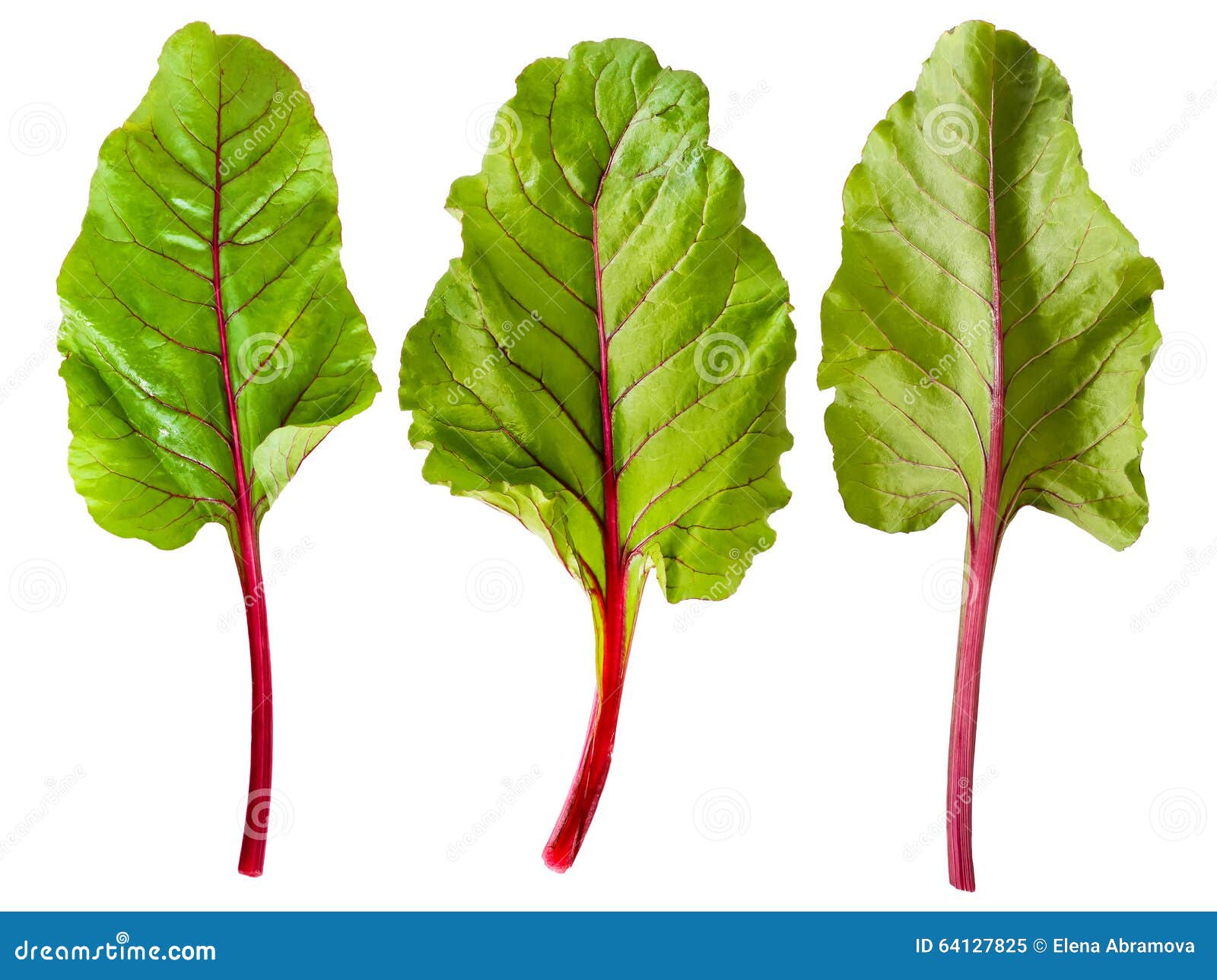 Sweet Beet Leafs(mangold) on White Stock Image - Image of plant, dinner ...