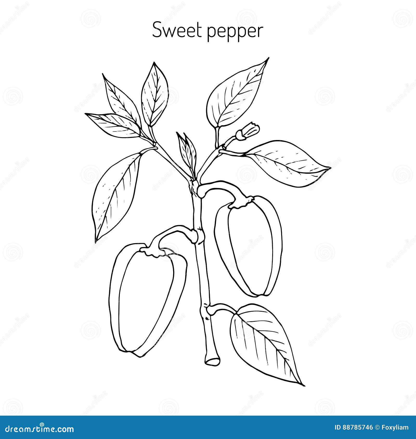 Sweet or Bell Pepper Capsicum Annuum Stock Vector - Illustration of ...