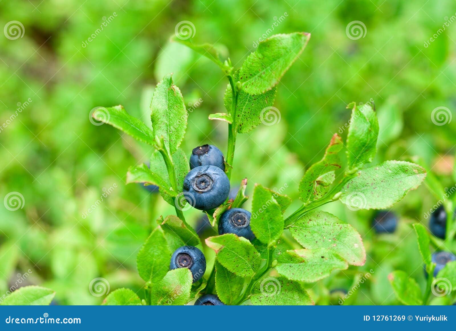 Sweet berries stock image. Image of closeup, sprout, beautiful - 12761269