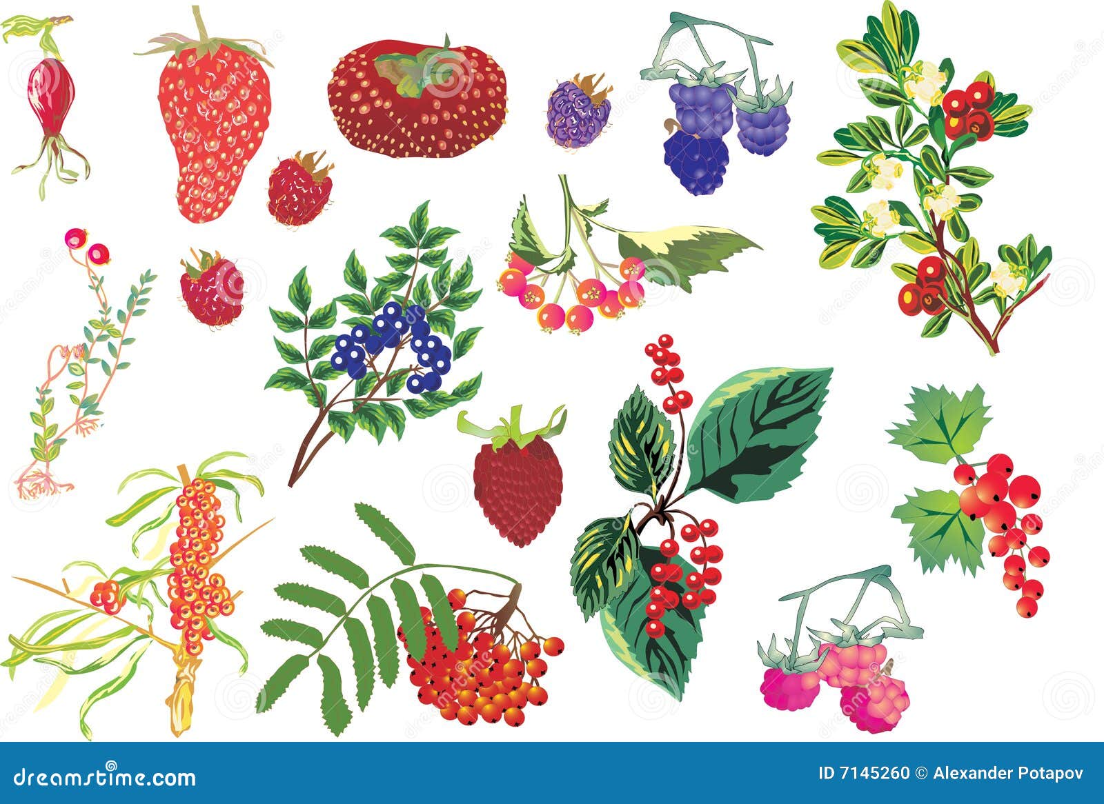 Sweet berry set stock illustration. Illustration of raspberry - 7145260