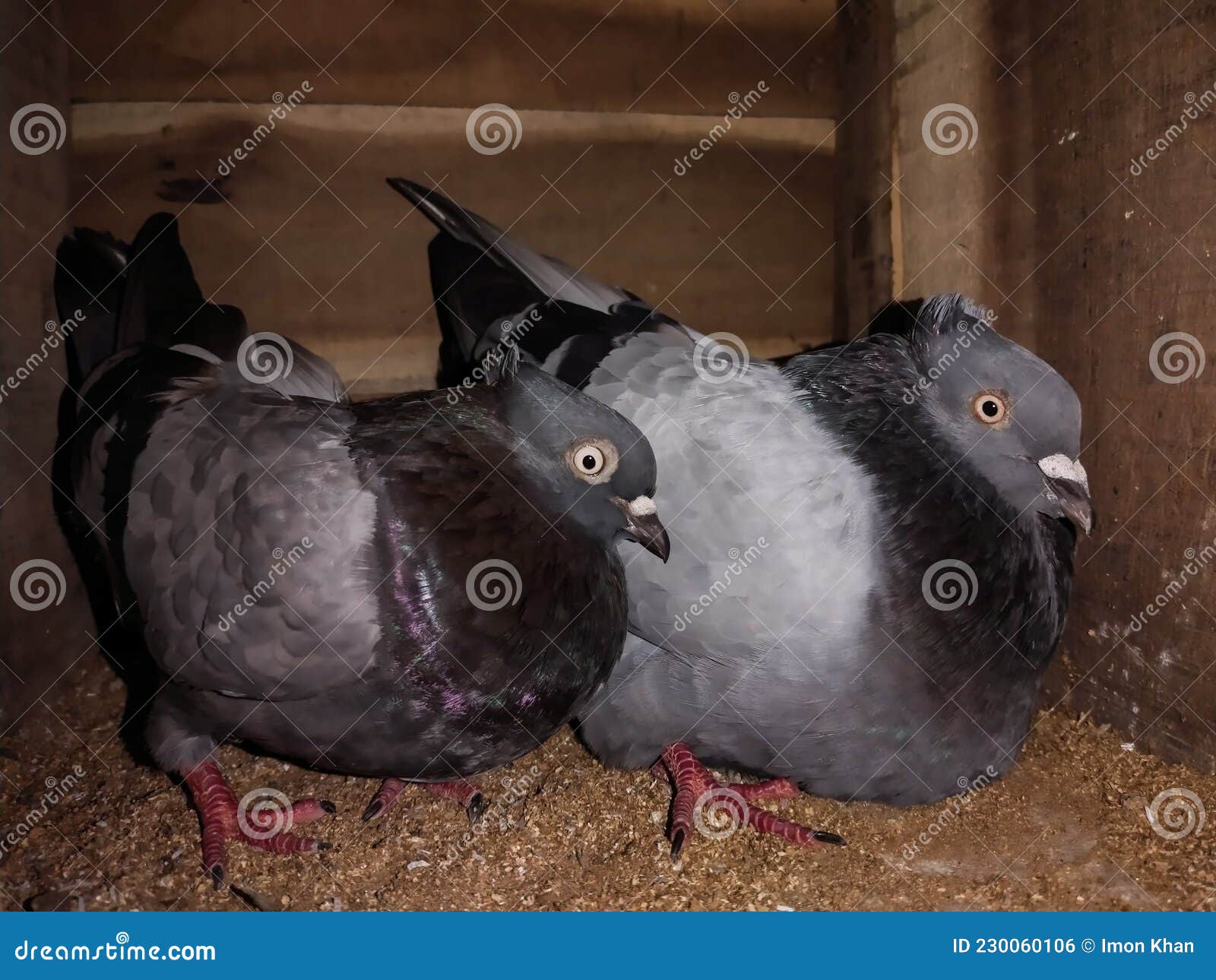 Sweet Black Peagon Taking Rest Stock Photo - Image of wildlife, bird ...