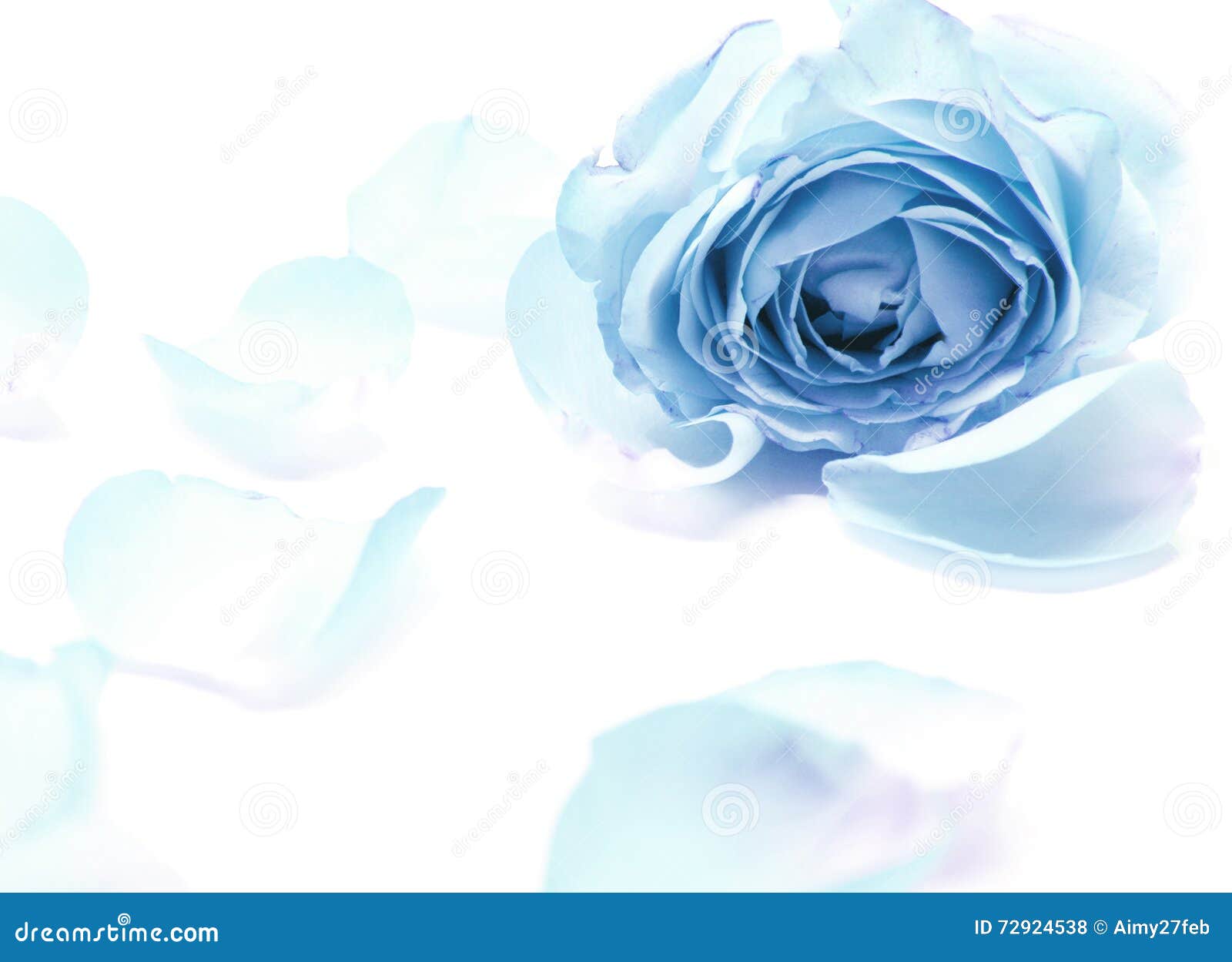 Sweet Blue Roses in Soft and Blur Style. Stock Photo - Image of plant ...