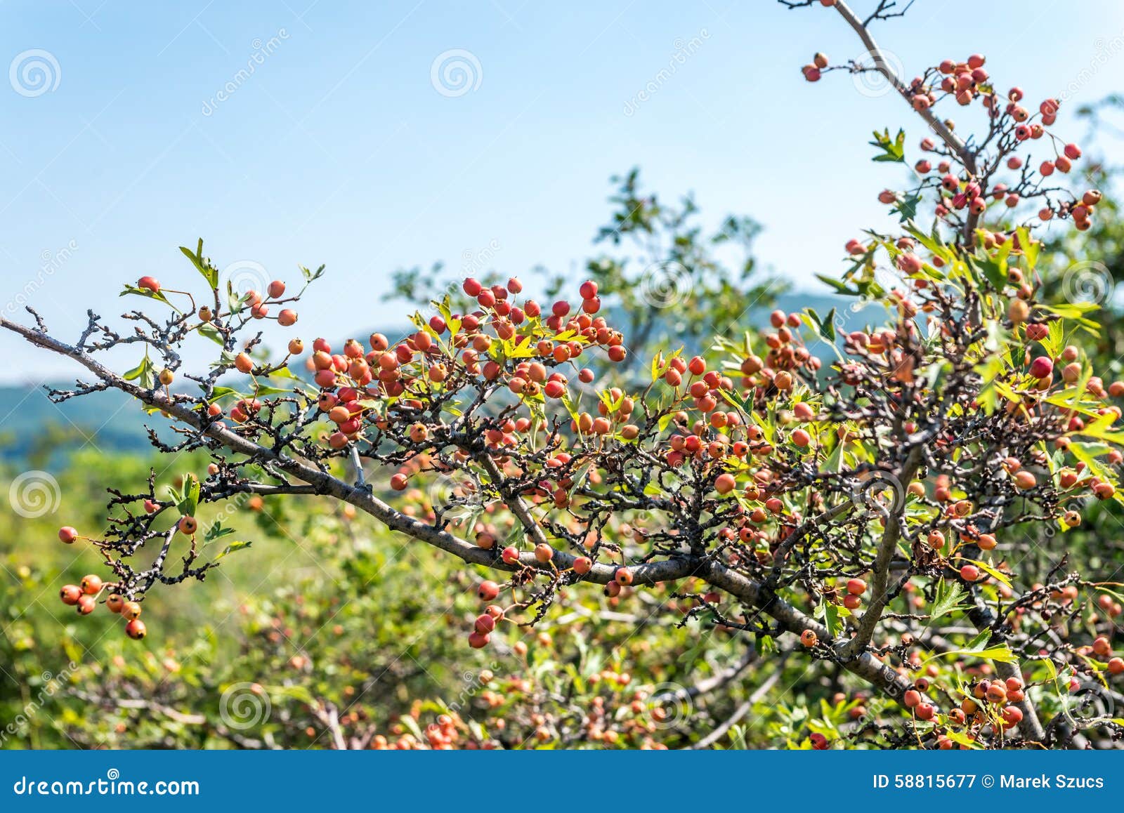 Sweet briar tree stock image. Image of sweet, fruit, fresh - 58815677