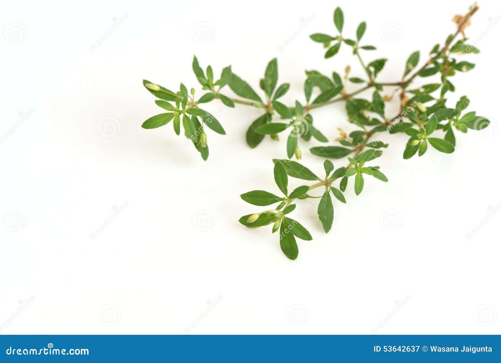 Sweet Broom Weed, Macao Tea. Stock Image - Image of herbal, small: 53642637