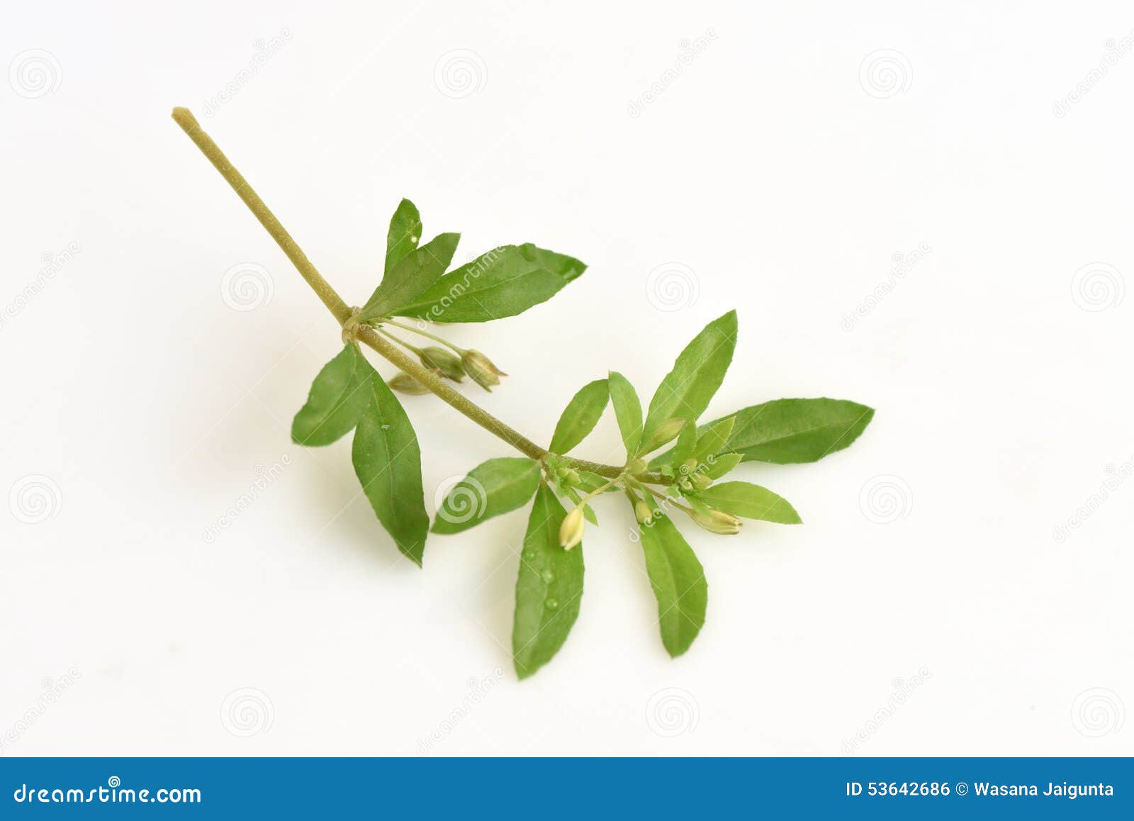 Sweet Broom Weed, Macao Tea. Stock Photo - Image of small, green: 53642686
