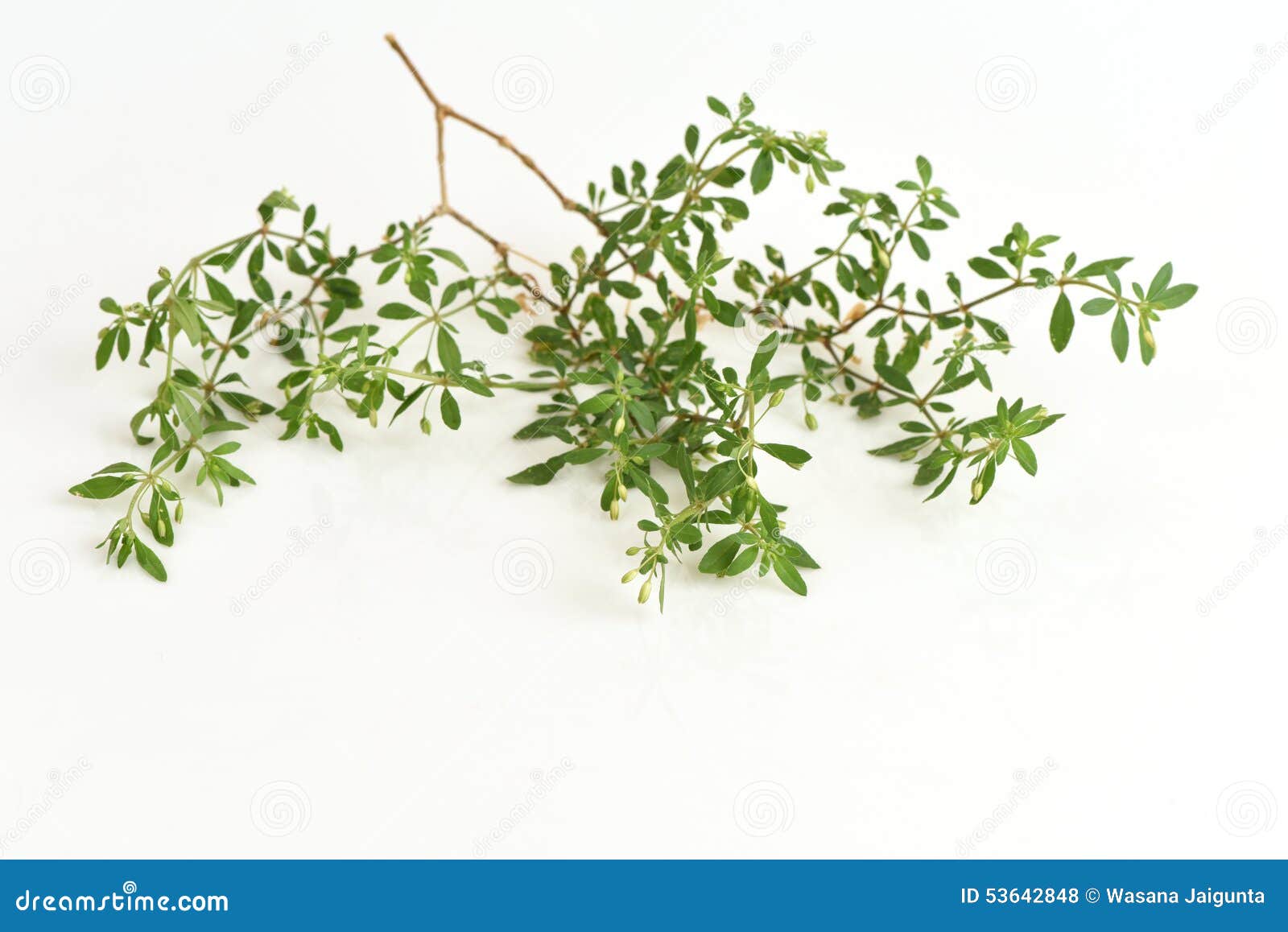 Sweet Broom Weed, Macao Tea. Stock Photo - Image of sweet, medicinal ...