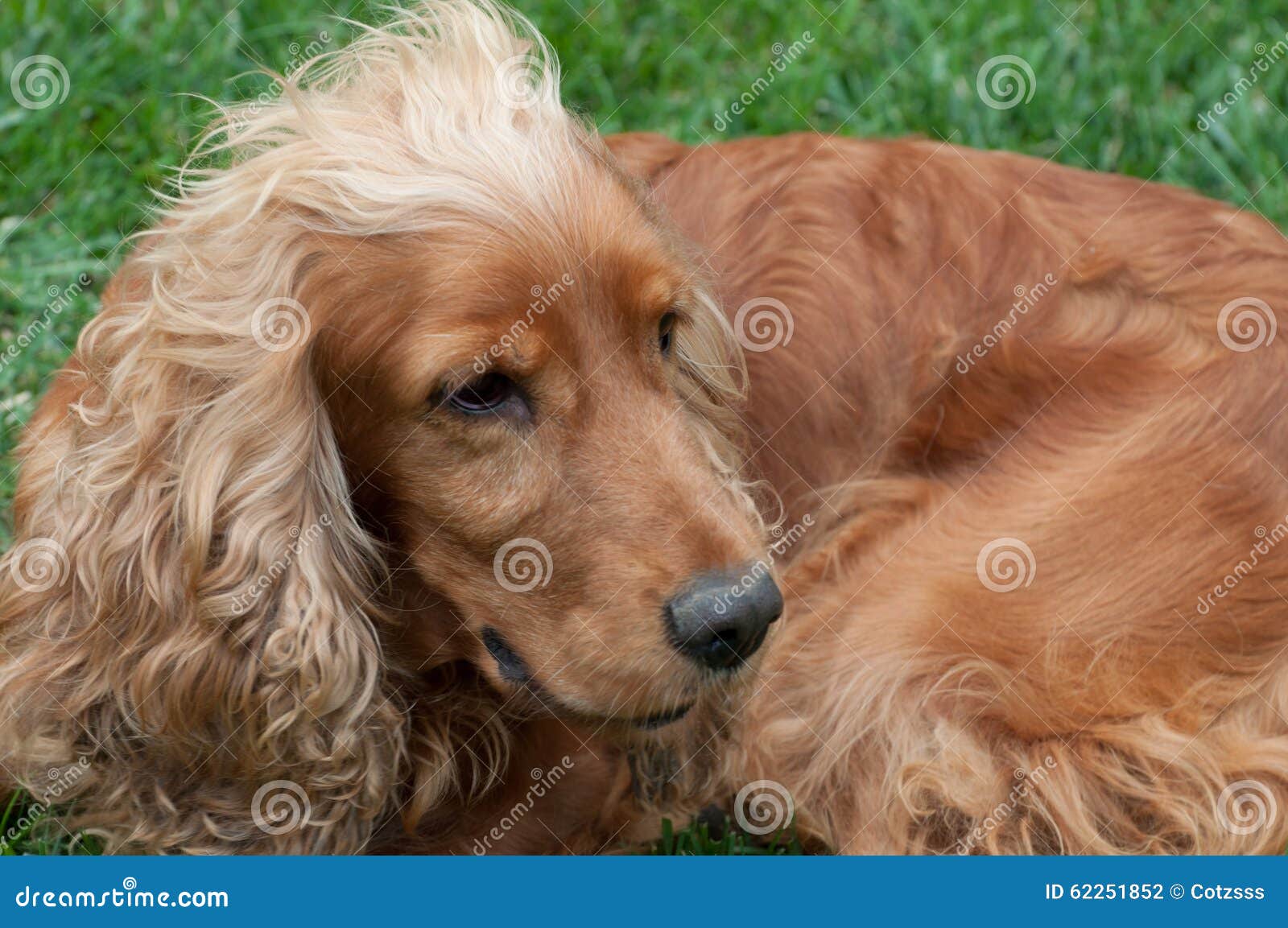 Sweet Brown Cocker Spaniel in a Garden Stock Photo - Image of ...