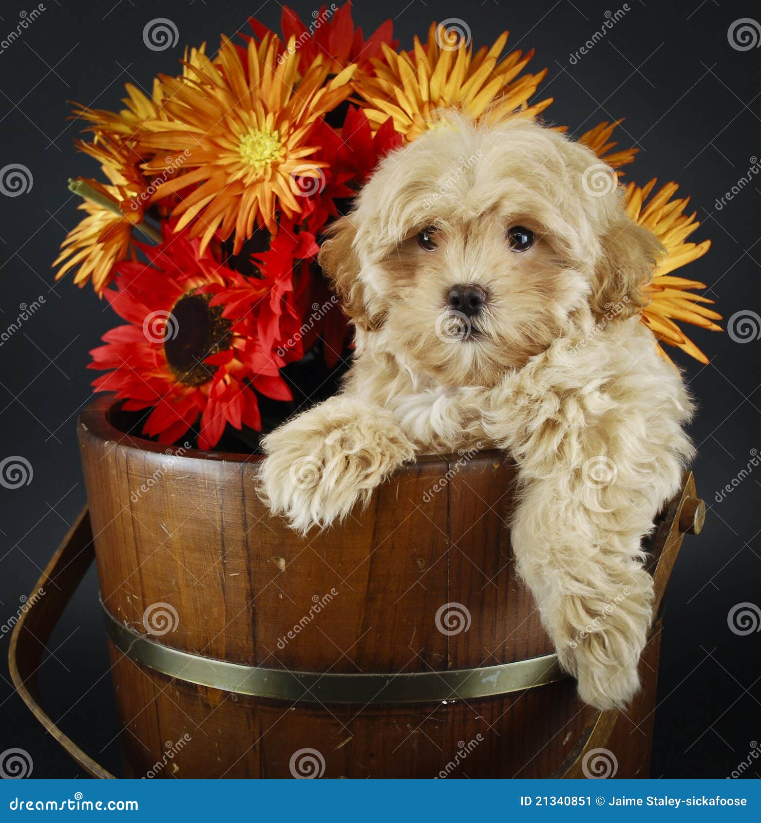 1,460 Cute Buff Stock Photos - Free & Royalty-Free Stock Photos from ...