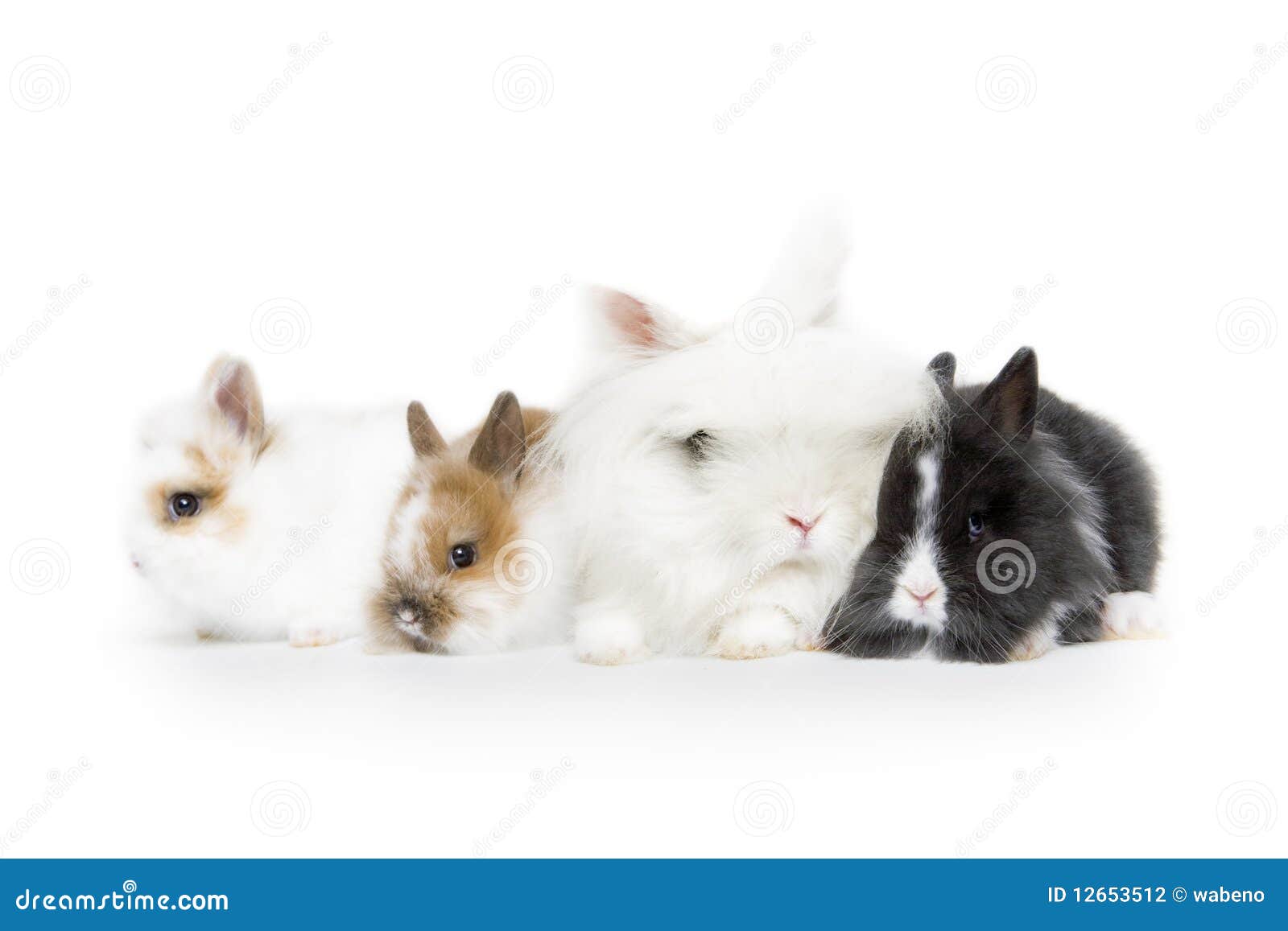 Sweet bunnies stock photo. Image of fine, childhood, born - 12653512