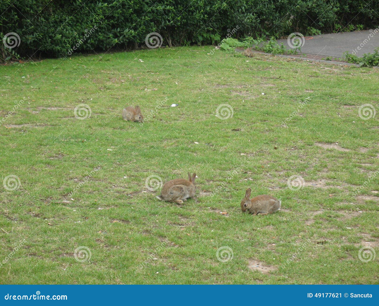 Sweet bunnies stock image. Image of hare, animal, bunny - 49177621