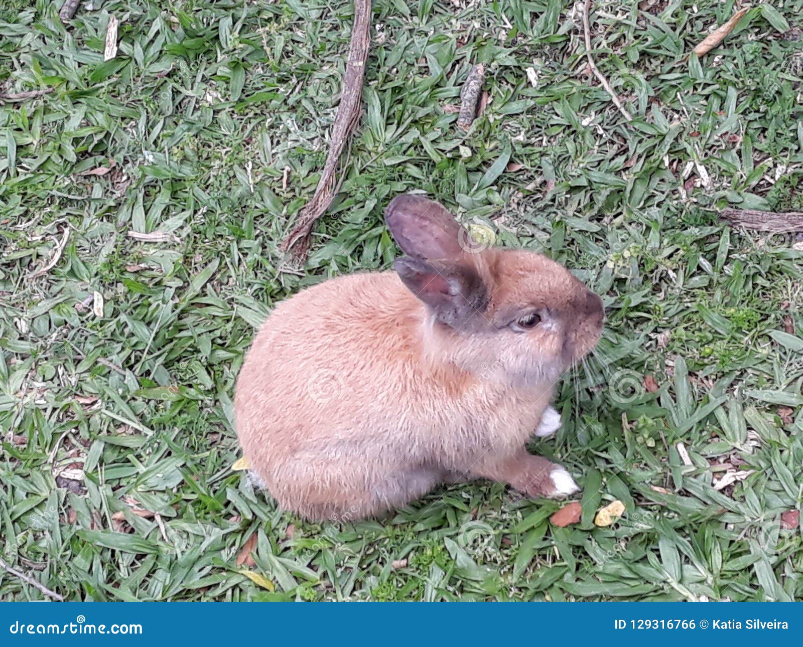 A sweet bunny stock photo. Image of grass, standing - 129316766