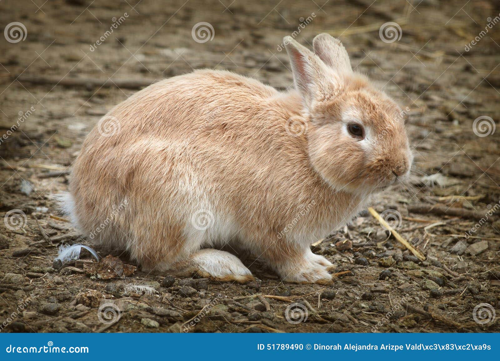 Sweet Bunny stock photo. Image of rabbit, animal, farm - 51789490