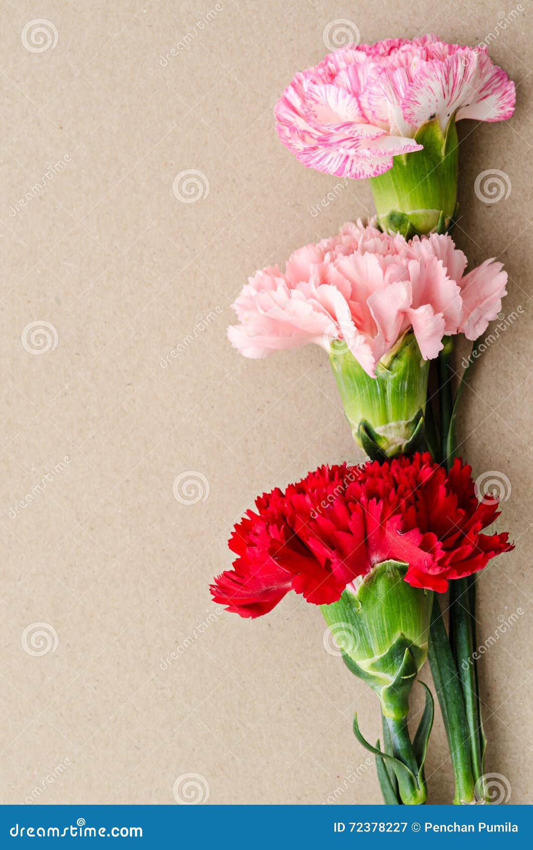 Sweet carnation flowers. stock image. Image of mother - 72378227