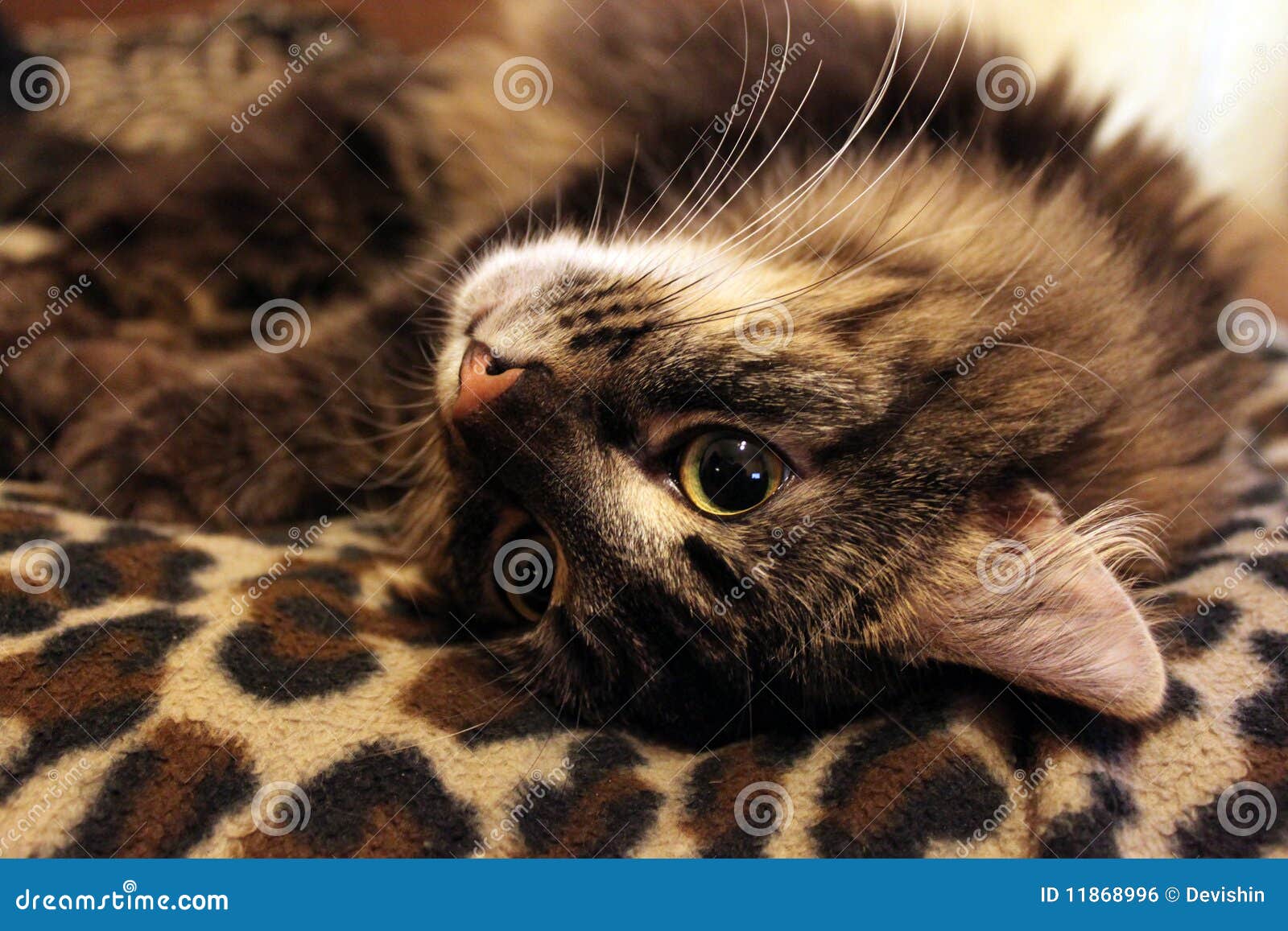 Sweet cat stock photo. Image of looks, sweet, zoom, portrait - 11868996