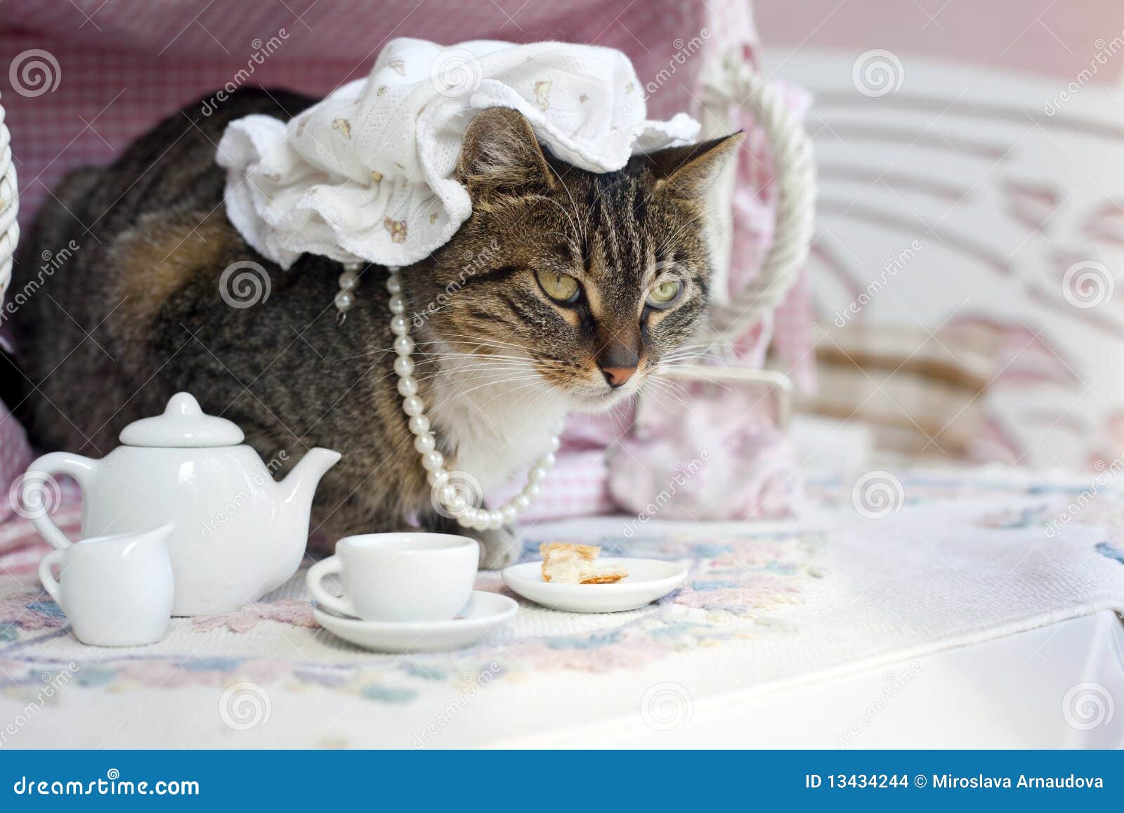 Sweet cat stock photo. Image of retro, bonnet, annimal - 13434244