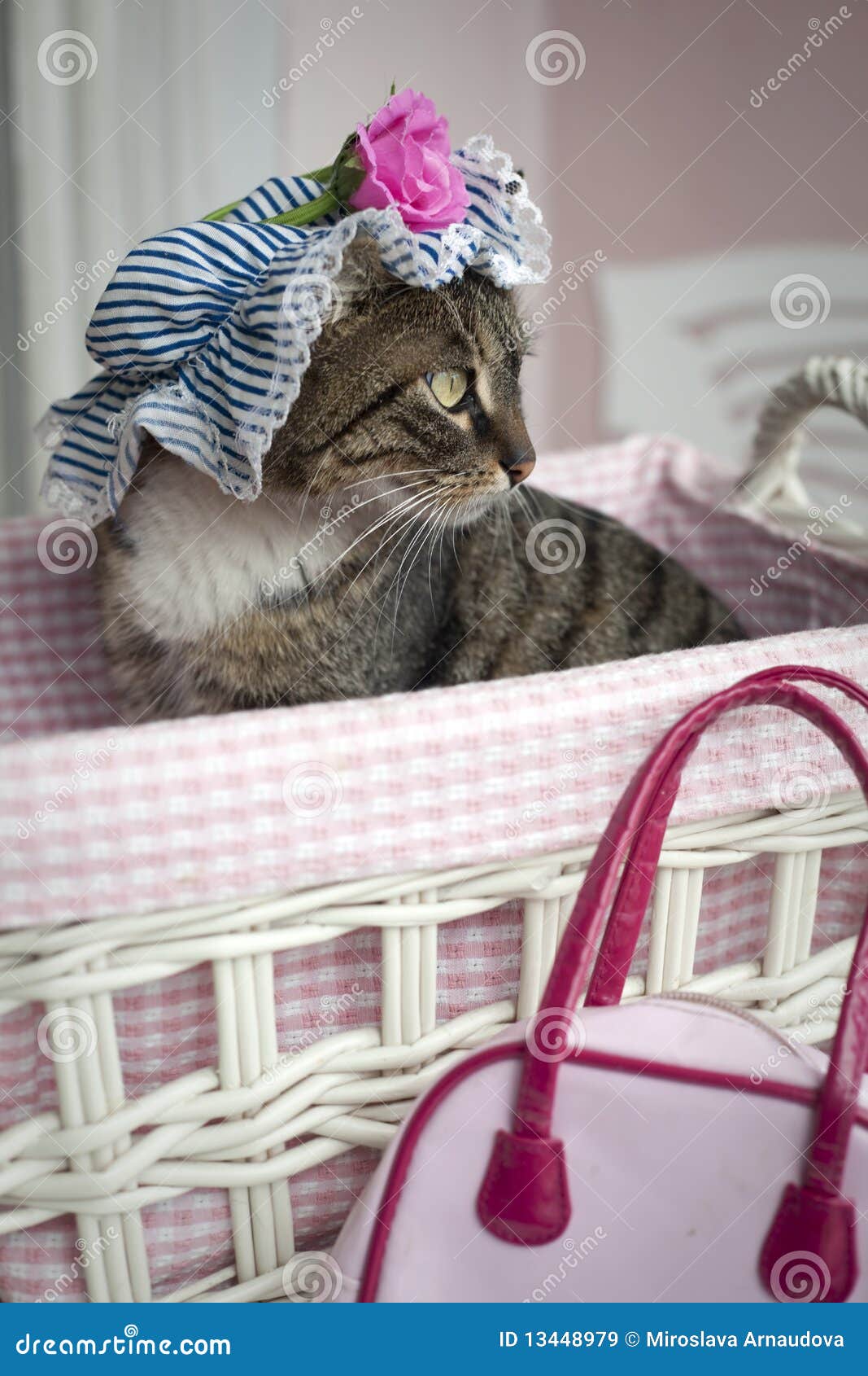 Sweet cat stock image. Image of romantic, kitty, tiger - 13448979
