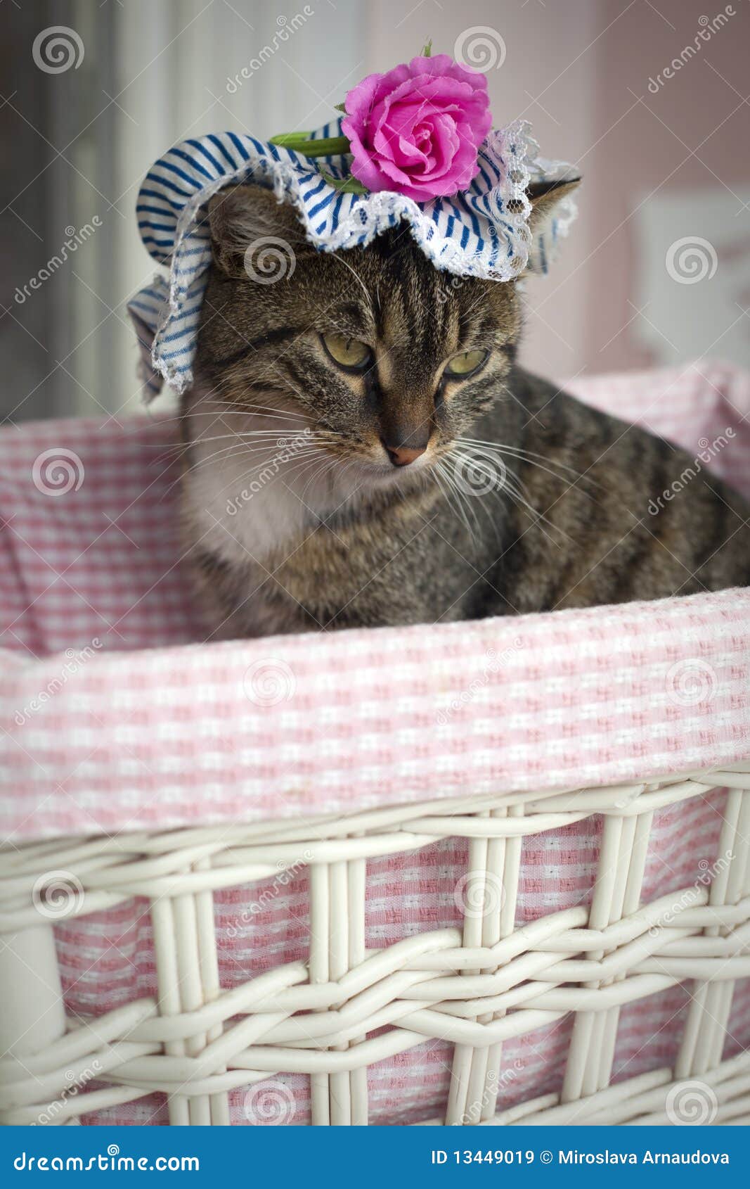 Sweet cat stock image. Image of tender, retro, pearls - 13449019