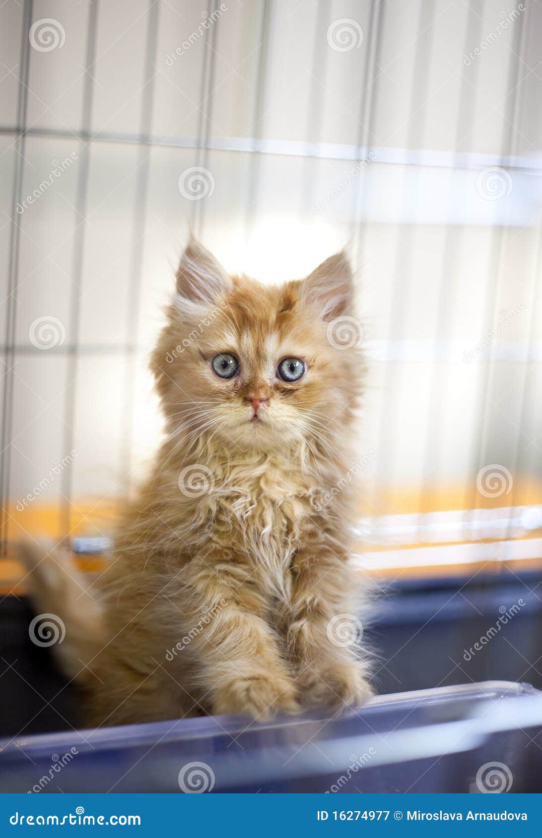 Sweet cat stock image. Image of pedigreed, orange, pedigree - 16274977
