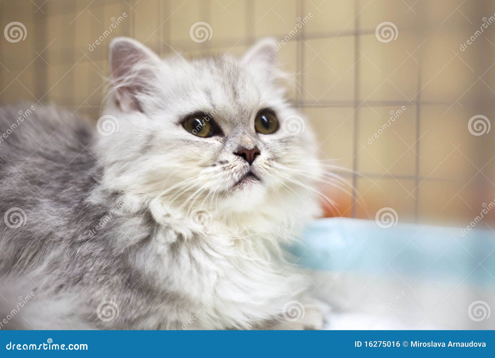 Sweet cat stock photo. Image of claw, british, expression - 16275016