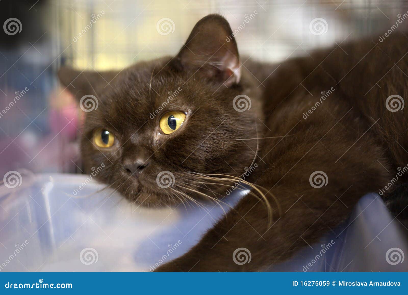 Sweet cat stock image. Image of adorable, domestic, postcard - 16275059