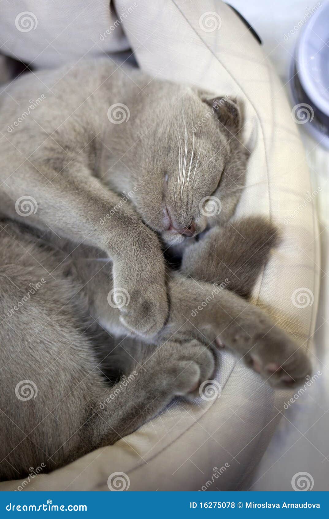 Sweet cat stock photo. Image of household, charming, kitten - 16275078